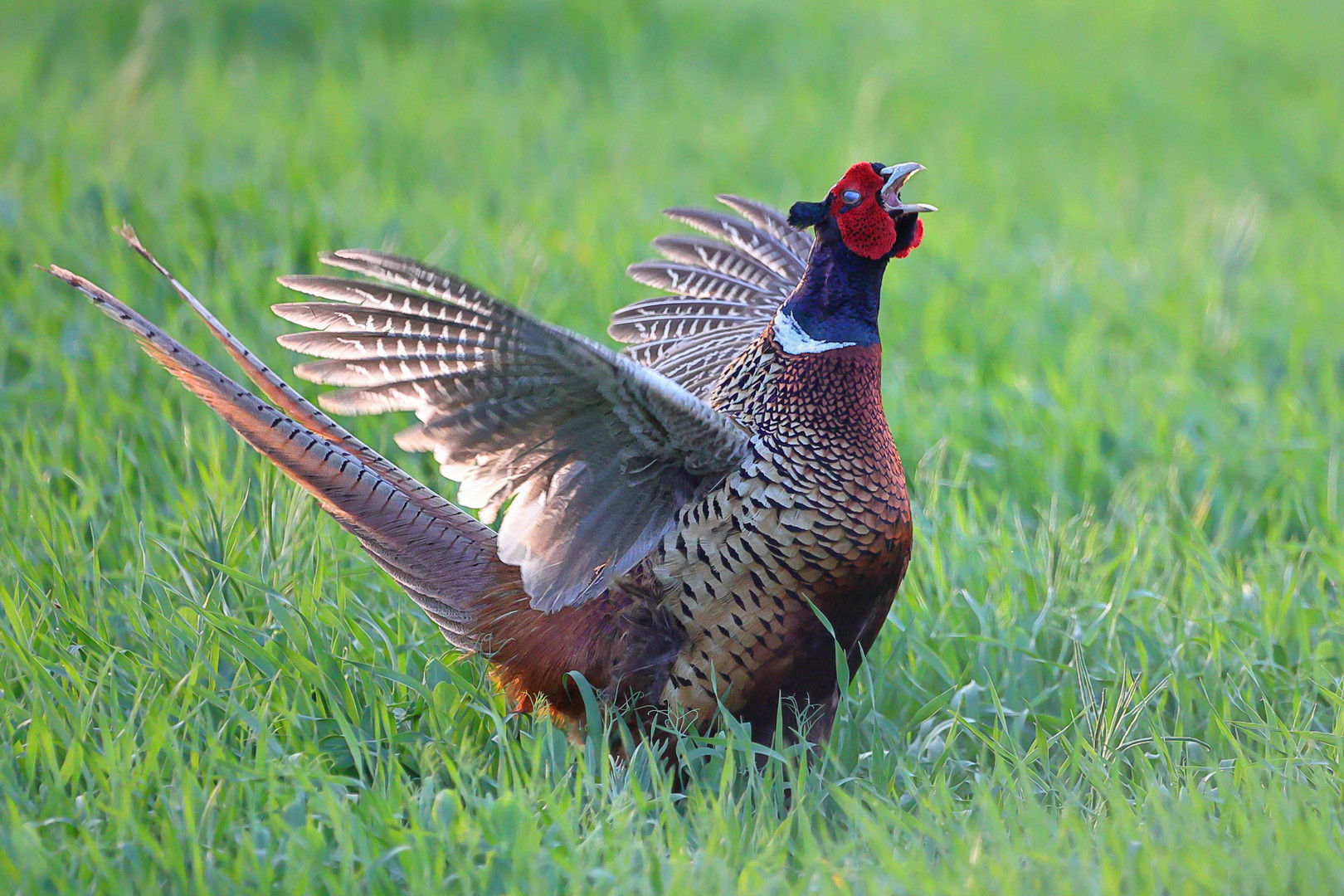 Fasan in Aufregung -2- Foto & Bild | tiere, wildlife, wild lebende ...