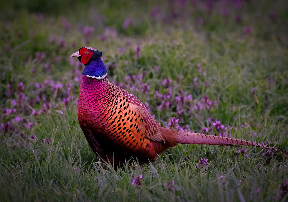 Fasan in der Abendwiese Foto & Bild | tiere, wildlife, wild lebende ...