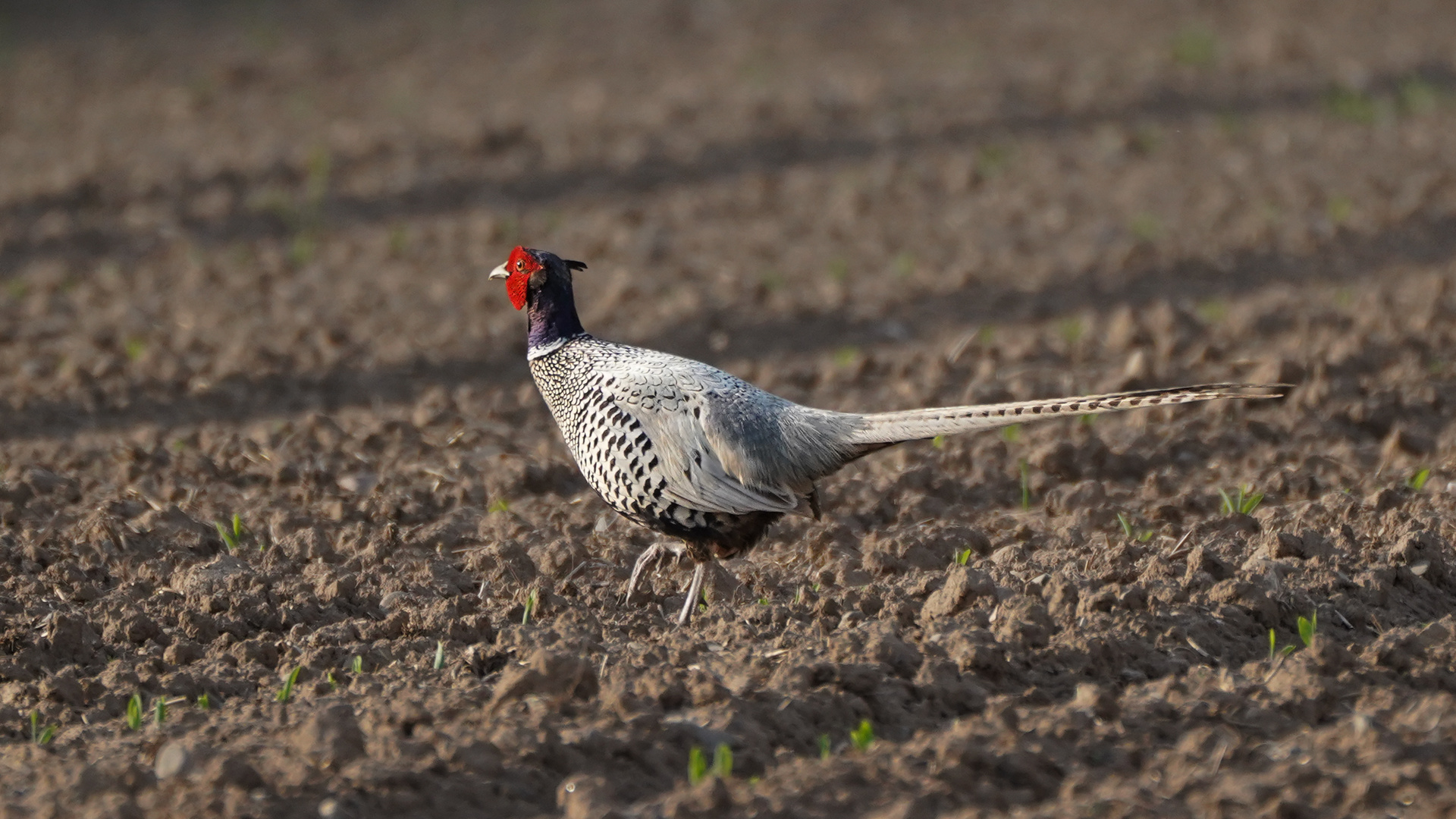 Fasan mit Fehlfarben Foto & Bild | natur, tiere, vögel Bilder auf ...