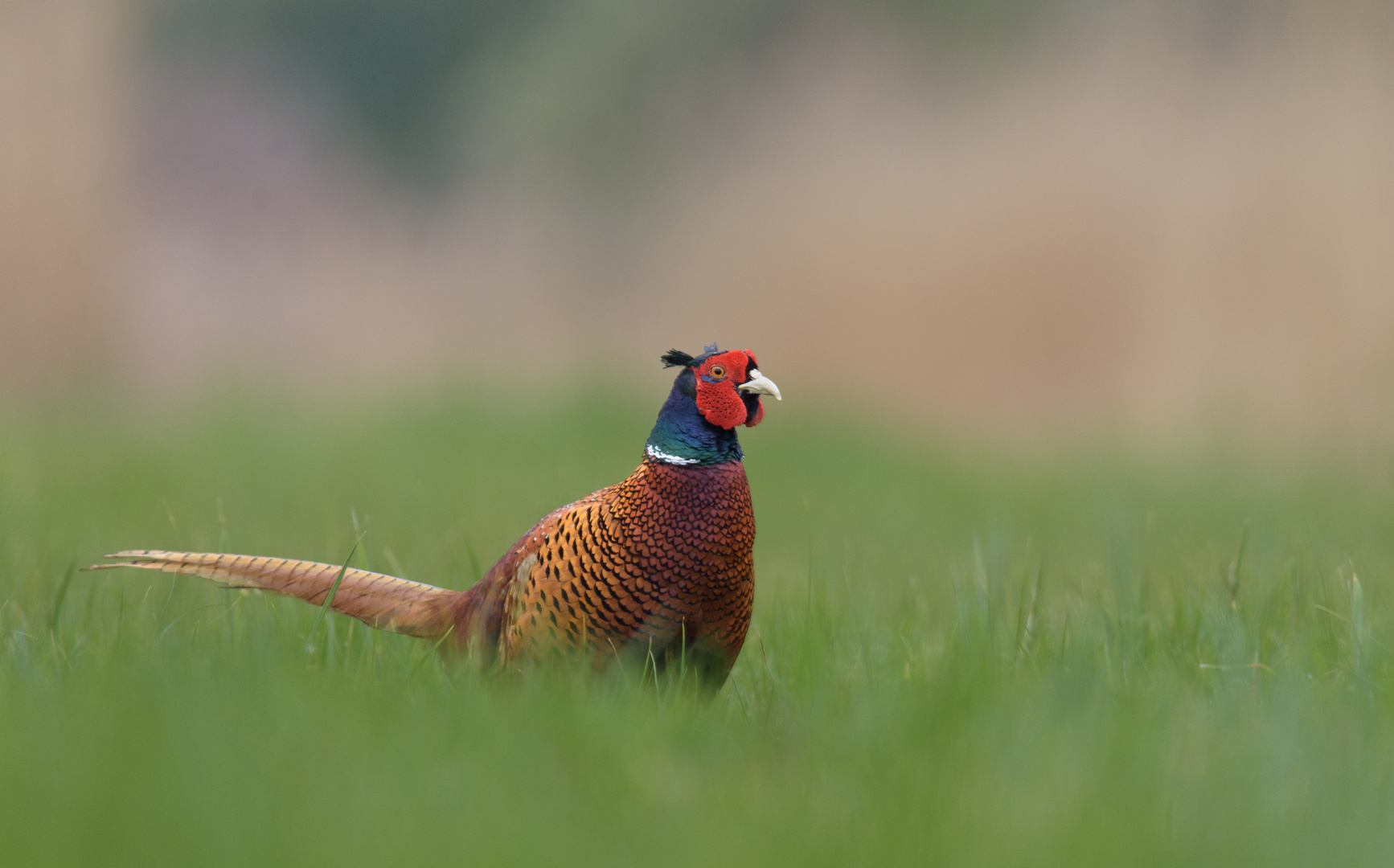 ~Fasan (Phasianus colchicus)~ Foto & Bild | fotos, nature, wiese Bilder ...