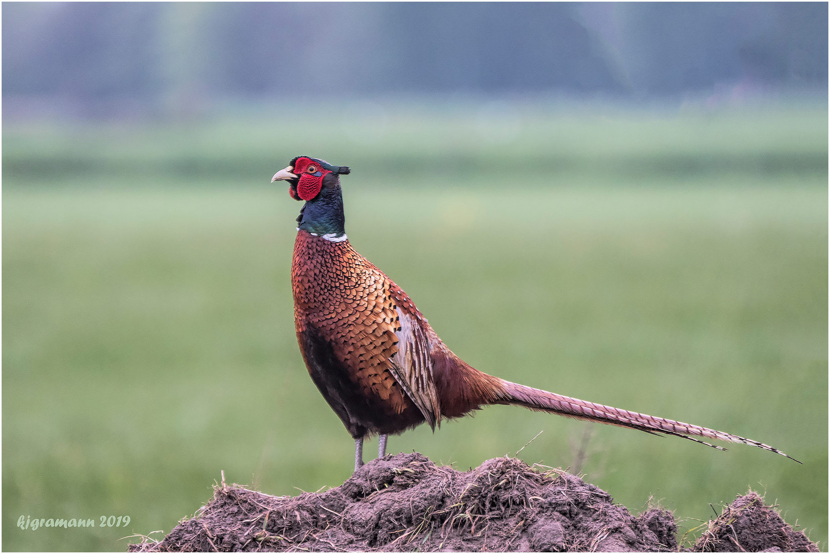 fasan (Phasianus colchicus )..... Foto & Bild | world, spezial ...