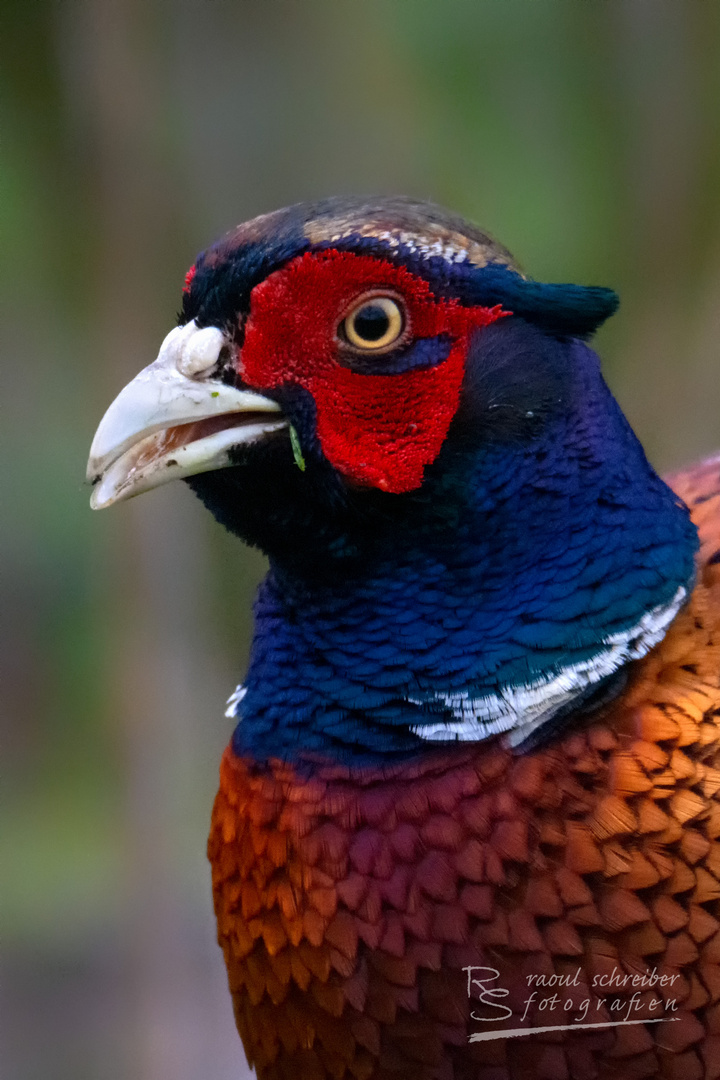 Fasan, Portrait Foto & Bild | tiere, wildlife, wildlife in der stadt ...