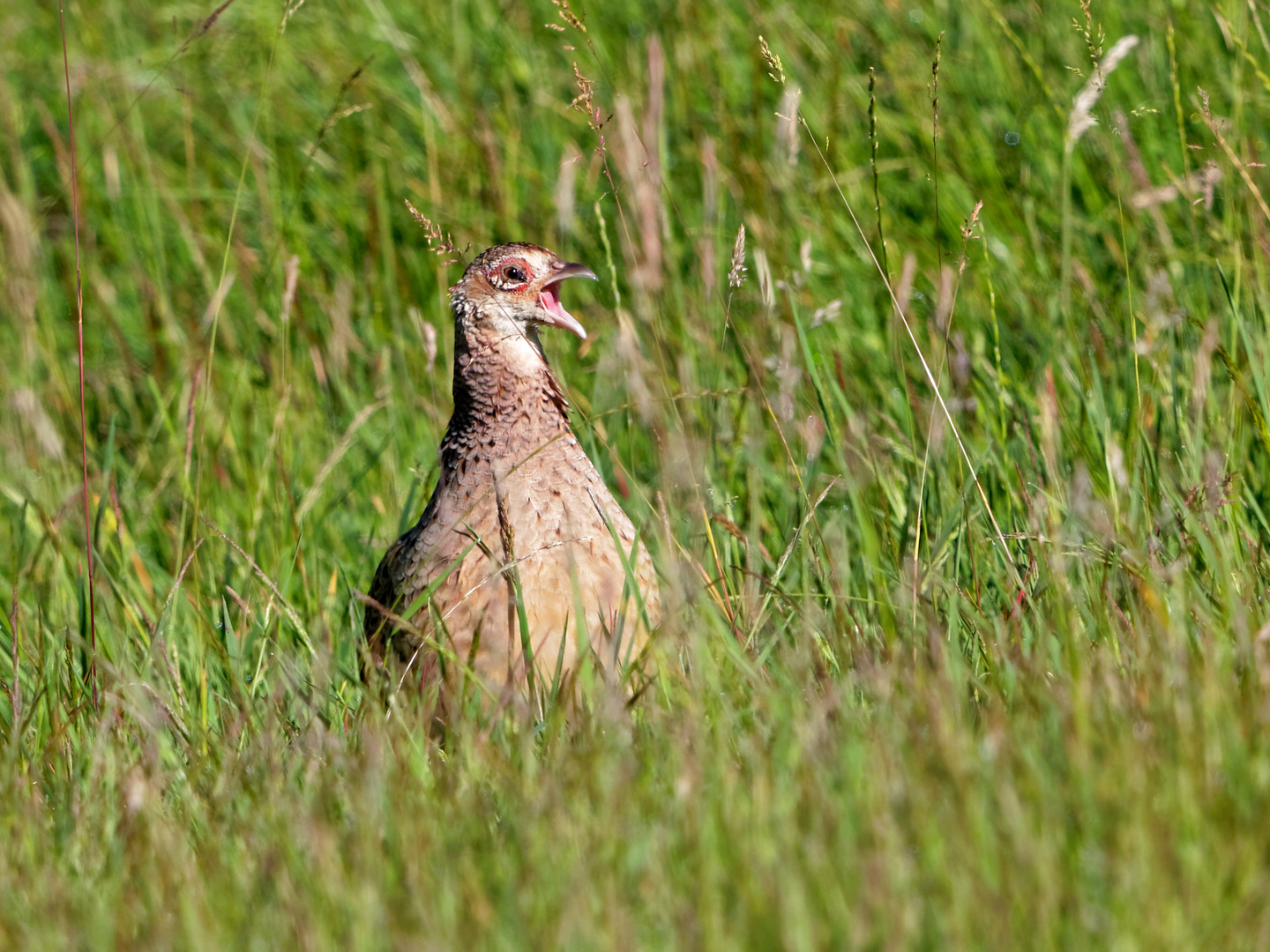 Fasan Weibchen Foto & Bild | großvögel, natur, tiere Bilder auf ...