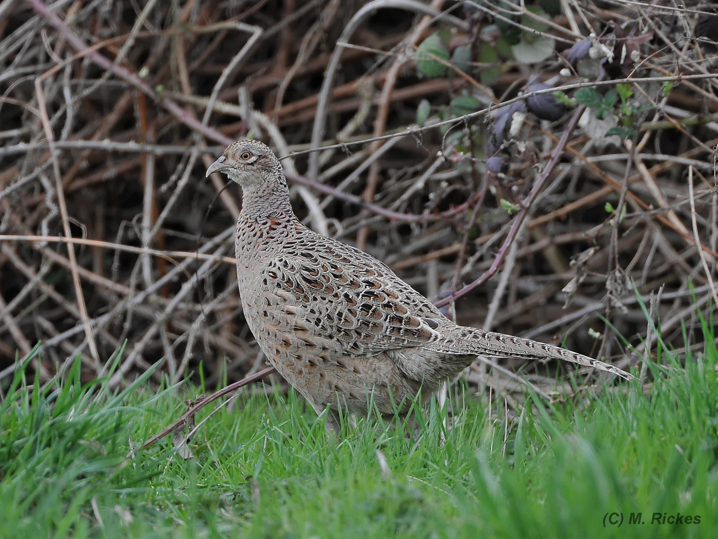 FASAN WEIBCHEN Foto & Bild | tiere, wildlife, wild lebende vögel Bilder ...