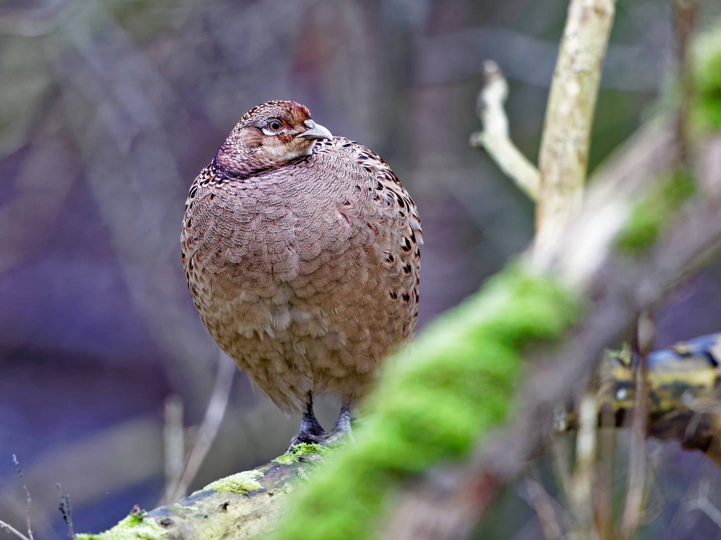 Fasan Weibchen Foto & Bild | großvögel, natur, tiere Bilder auf ...