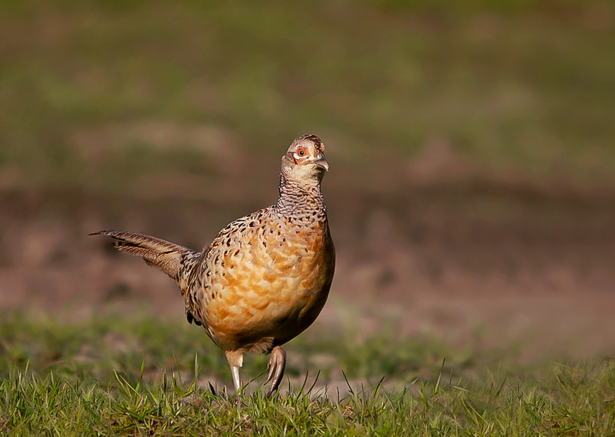 Fasan Weibchen Foto & Bild | natur, tiere, vögel Bilder auf fotocommunity