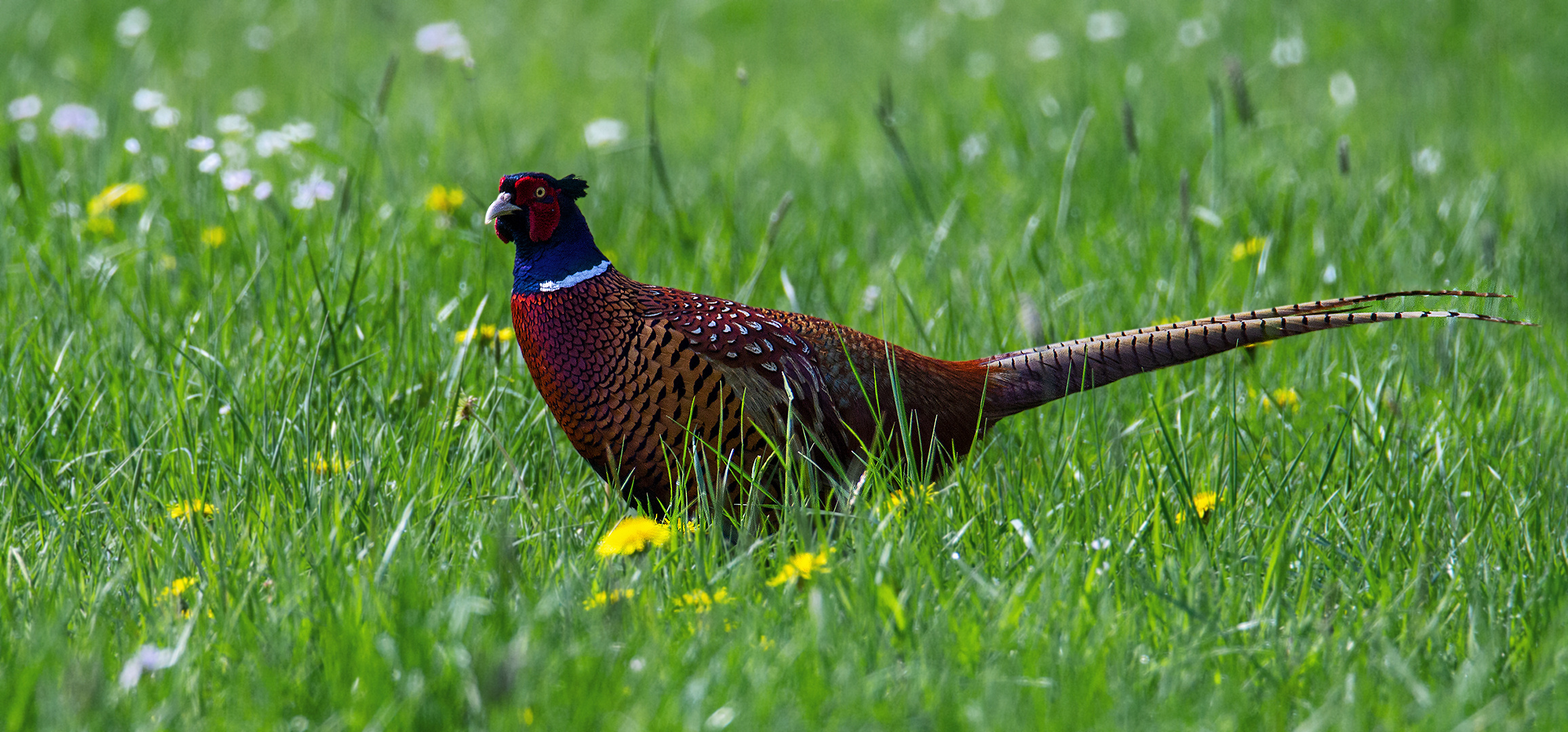 Fasanan-Hahn 001 Foto & Bild | tiere, wildlife, wild lebende vögel ...