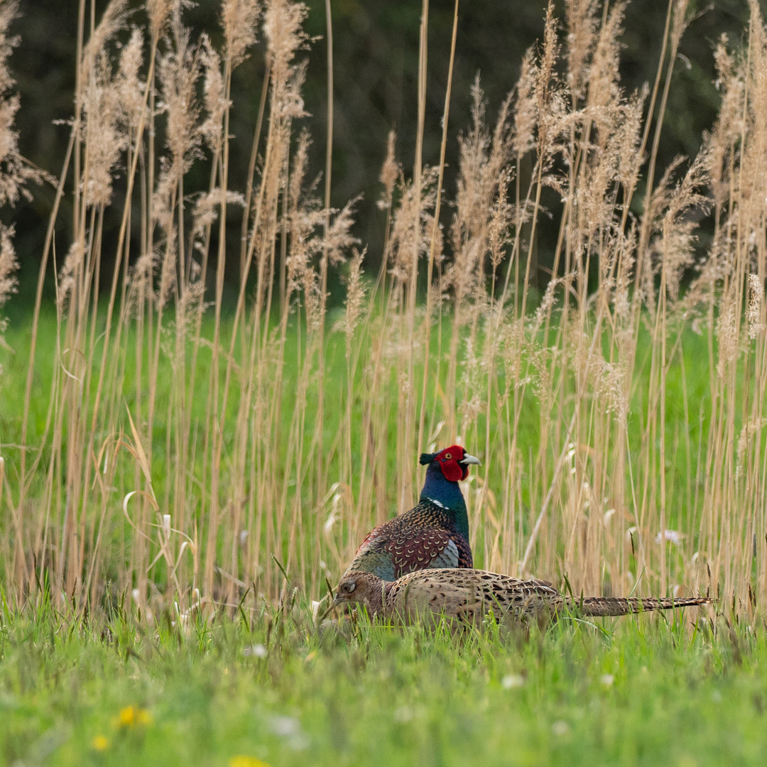 Fasane Foto & Bild | tiere, wildlife, wild lebende vögel Bilder auf ...