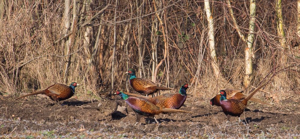 Fasane Foto & Bild | wald, wasser, natur Bilder auf fotocommunity