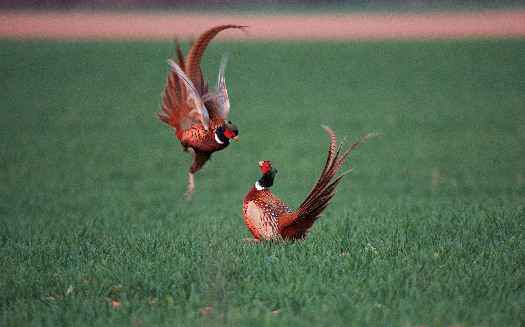 Fasanen Kampf früh am Morgen Foto & Bild | frühling, natur, tiere ...