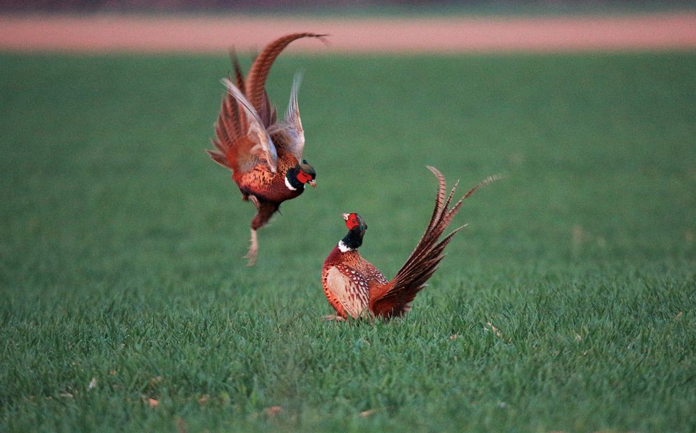 Fasanen Kampf früh am Morgen Foto & Bild | frühling, natur, tiere ...