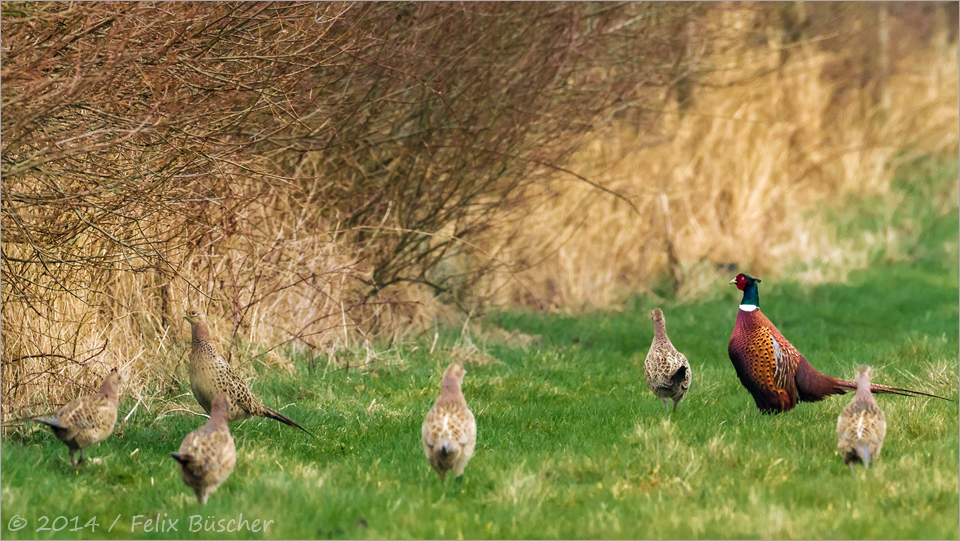 Fasanenausflug im Moor Foto & Bild | tiere, wildlife, wild lebende ...
