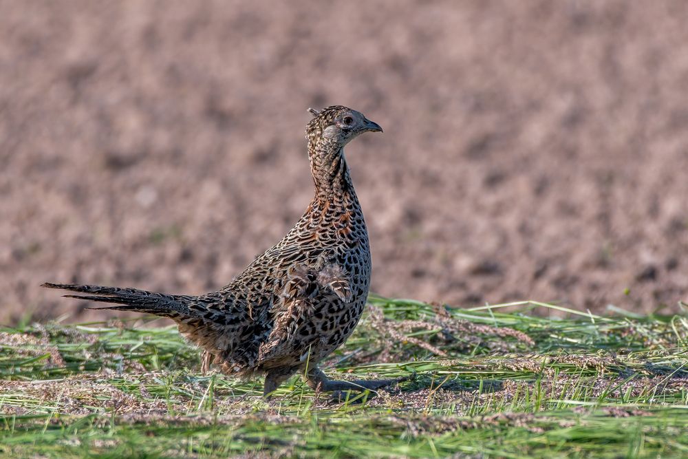 Fasanenhenne Foto & Bild | stillleben, tiere, wildlife Bilder auf ...