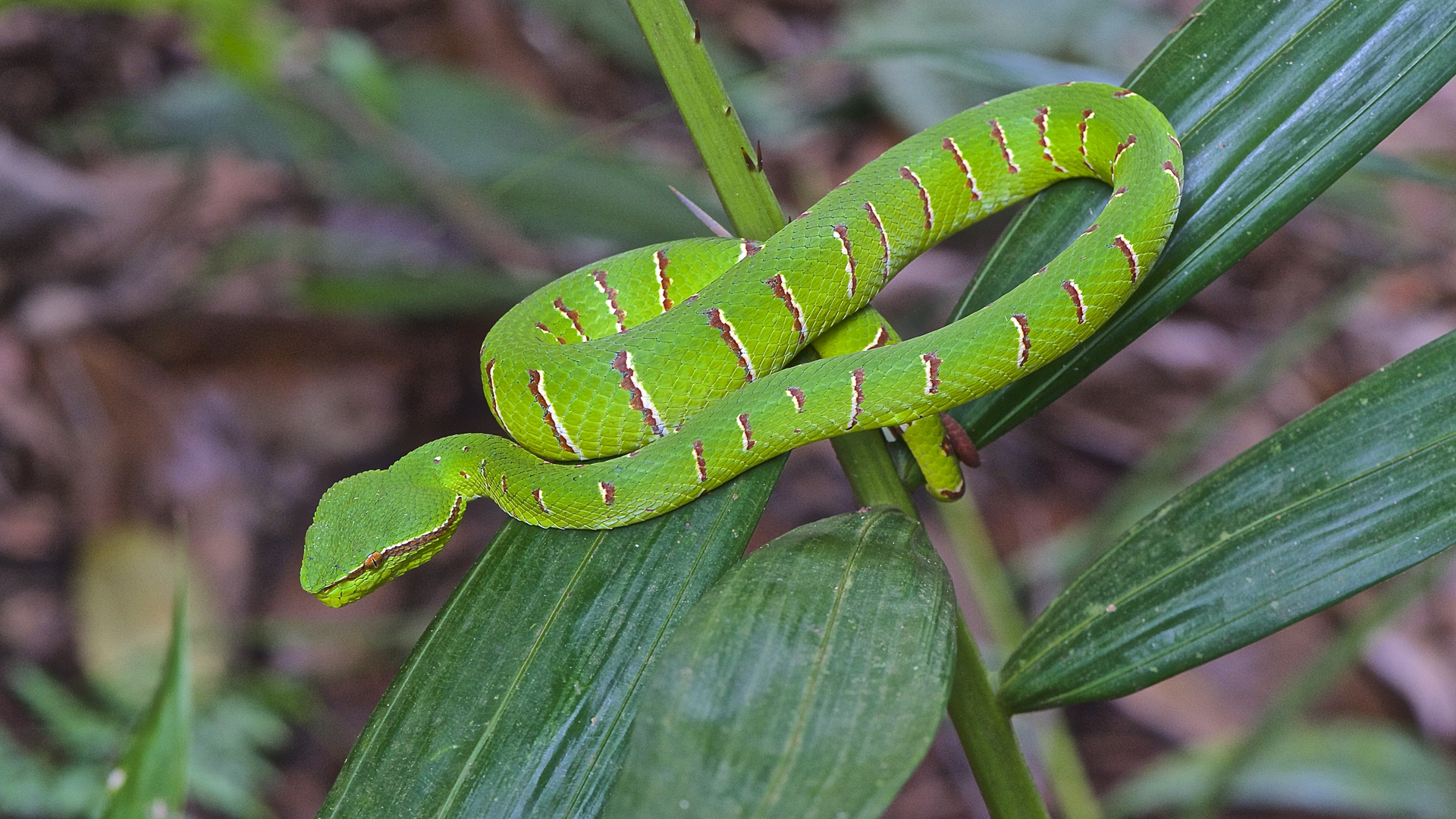 Fascination Regenwald ! Bornean Keeled Green Pit Viper, Borneo 2015 ...