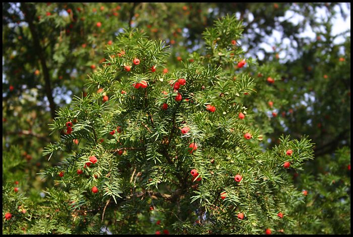 fast alles giftig Foto & Bild | pflanzen, pilze & flechten, bäume ...