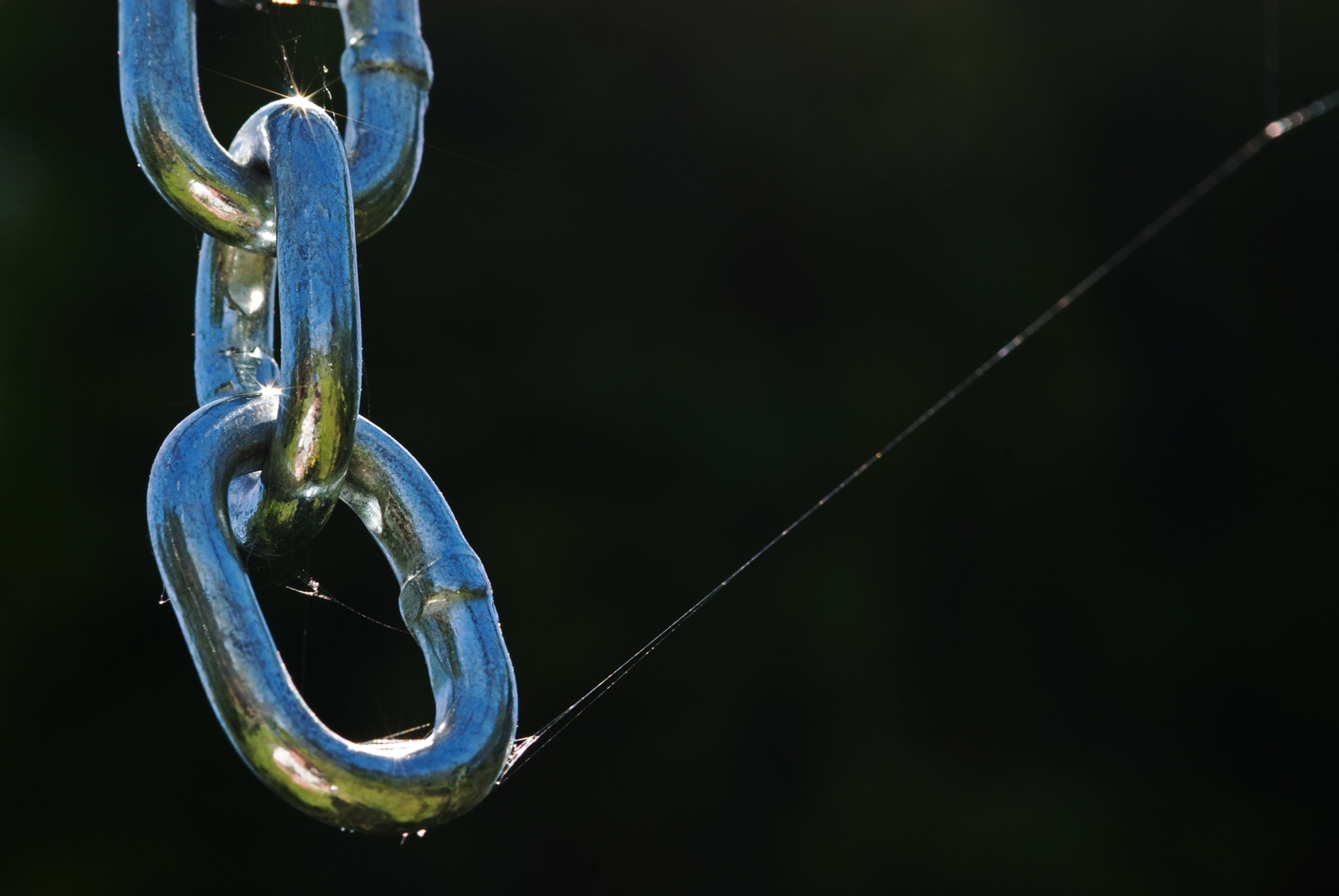 Fast bis zum Zerreissen gespannt Foto & Bild | tiere, wildlife, spinnen ...