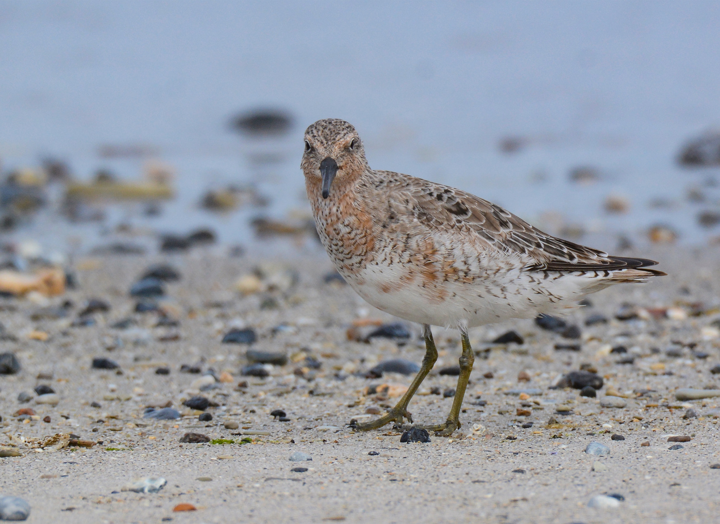 fast roter Knutt Foto & Bild | tiere, wildlife, wild lebende vögel ...