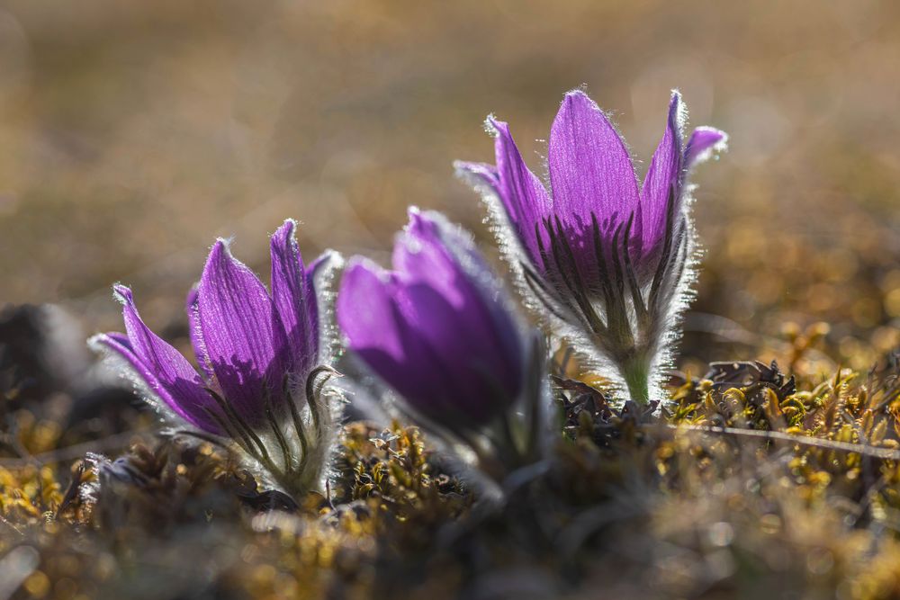 Fast transparent Foto & Bild | deutschland, europe, baden- württemberg ...