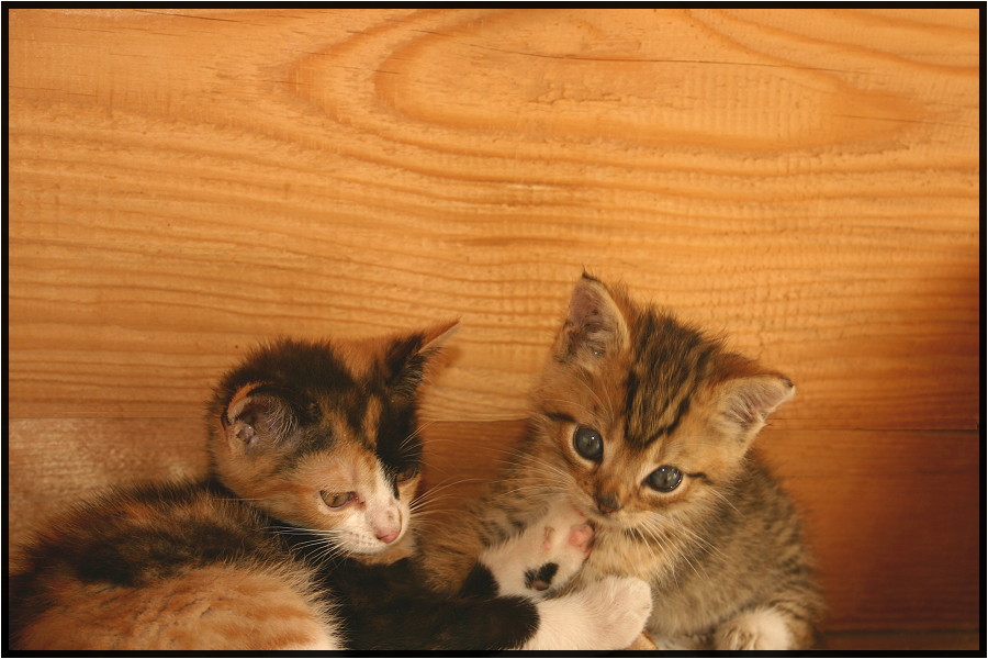 (fast)Geschwister Foto & Bild | tiere, haustiere, katzen Bilder auf fotocommunity