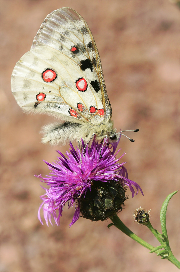 Faszination Apollofalter 2.... Foto & Bild | tiere, wildlife ...