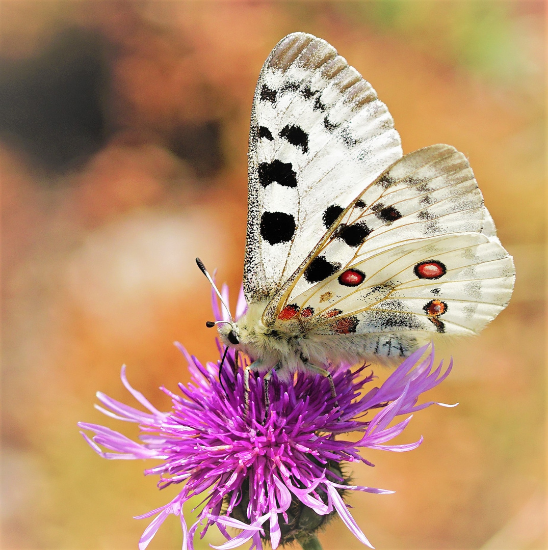 Faszination Apollofalter 3.... Foto & Bild | rot, weiß, natur Bilder ...