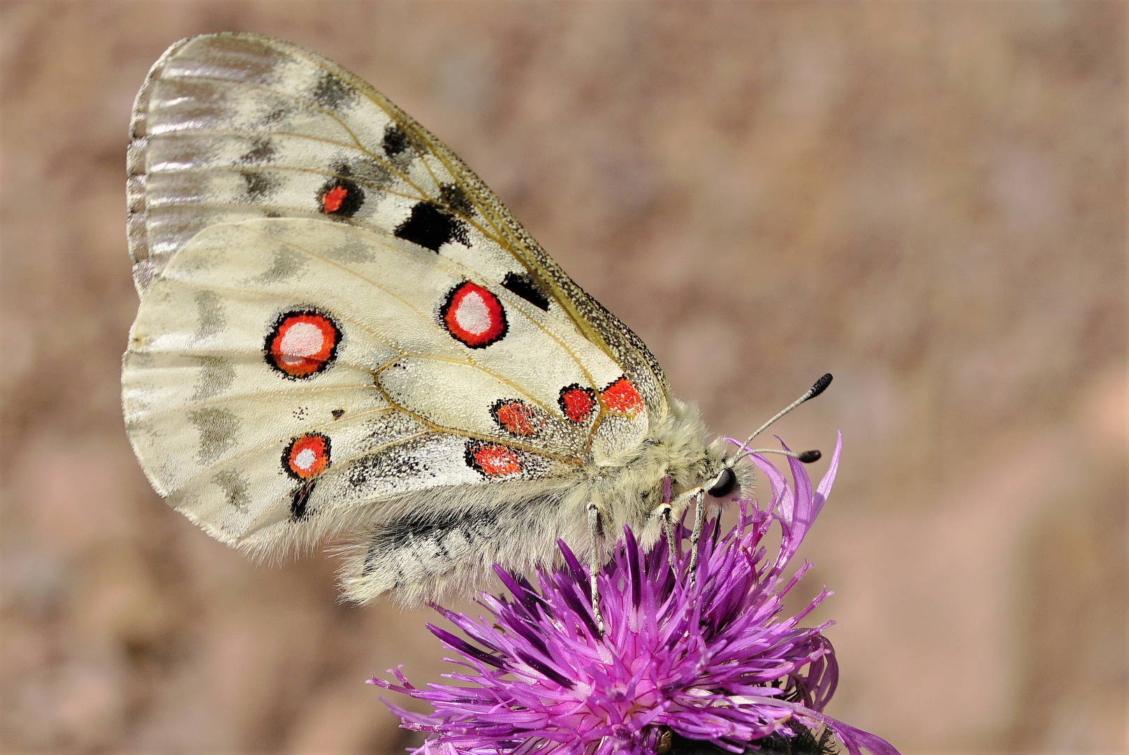 Faszination Apollofalter.... Foto & Bild | rot, weiß, natur Bilder auf ...