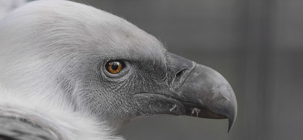 Faszination Geier Foto & Bild | tiere, tierdetails, natur Bilder auf ...