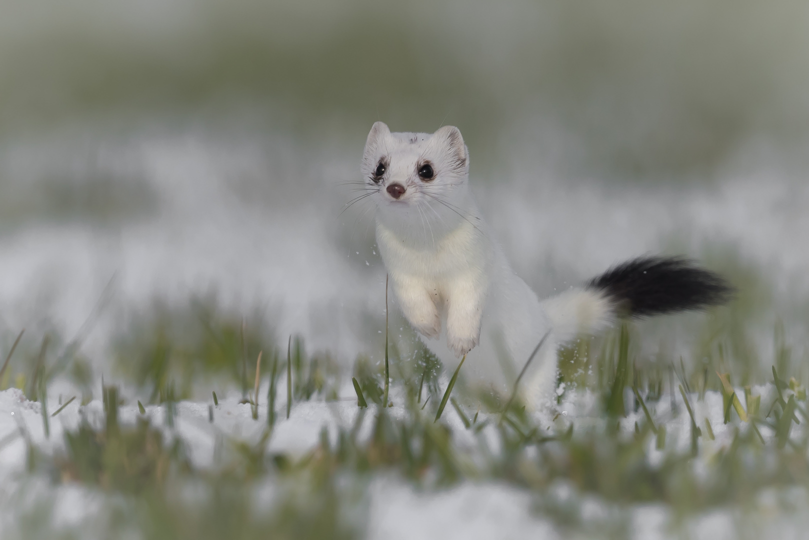 Faszination Hermelin Foto & Bild | tiere, wildlife, säugetiere Bilder ...