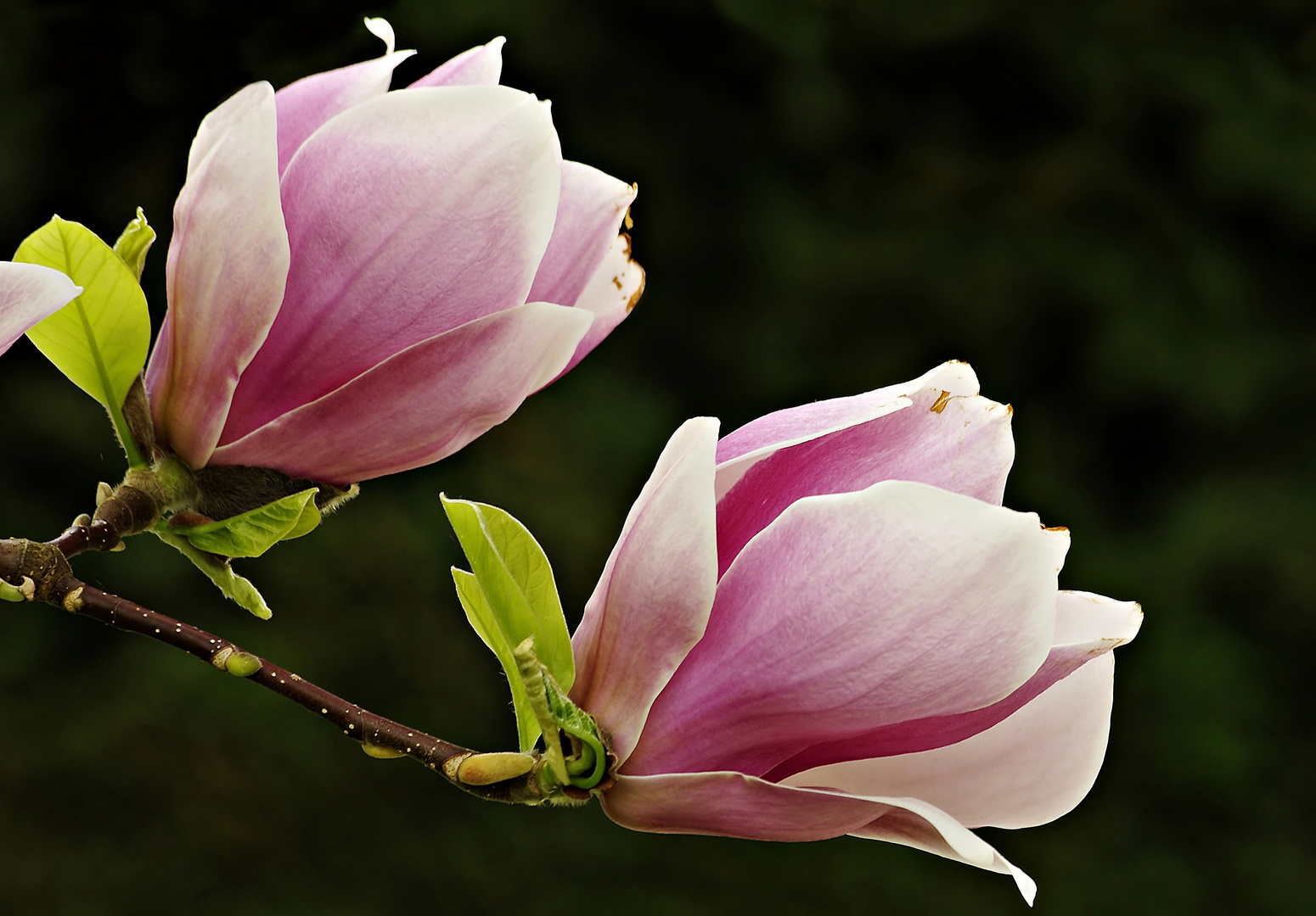 Faszination Magnolienblüte #4 Foto & Bild | bäume, frühling, natur ...