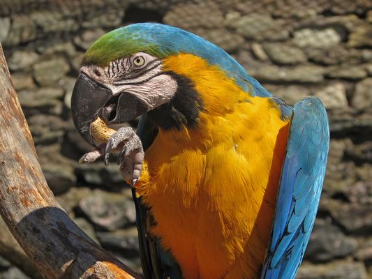 Papageien Bilder & Fotos