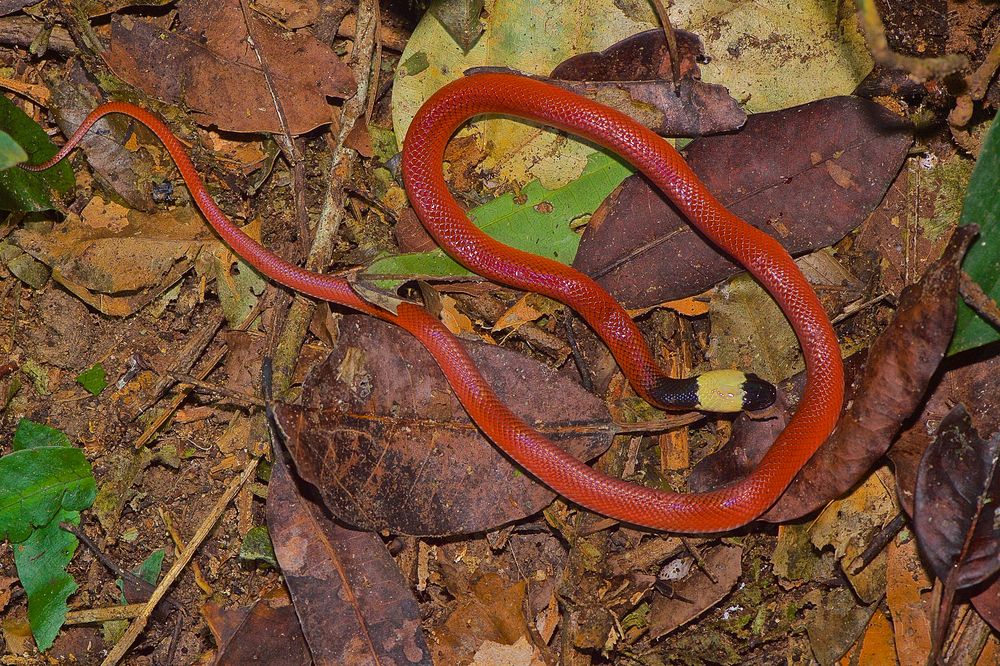 Faszination Regenwald! Eine farbenfrohe Schlange aus dem ...