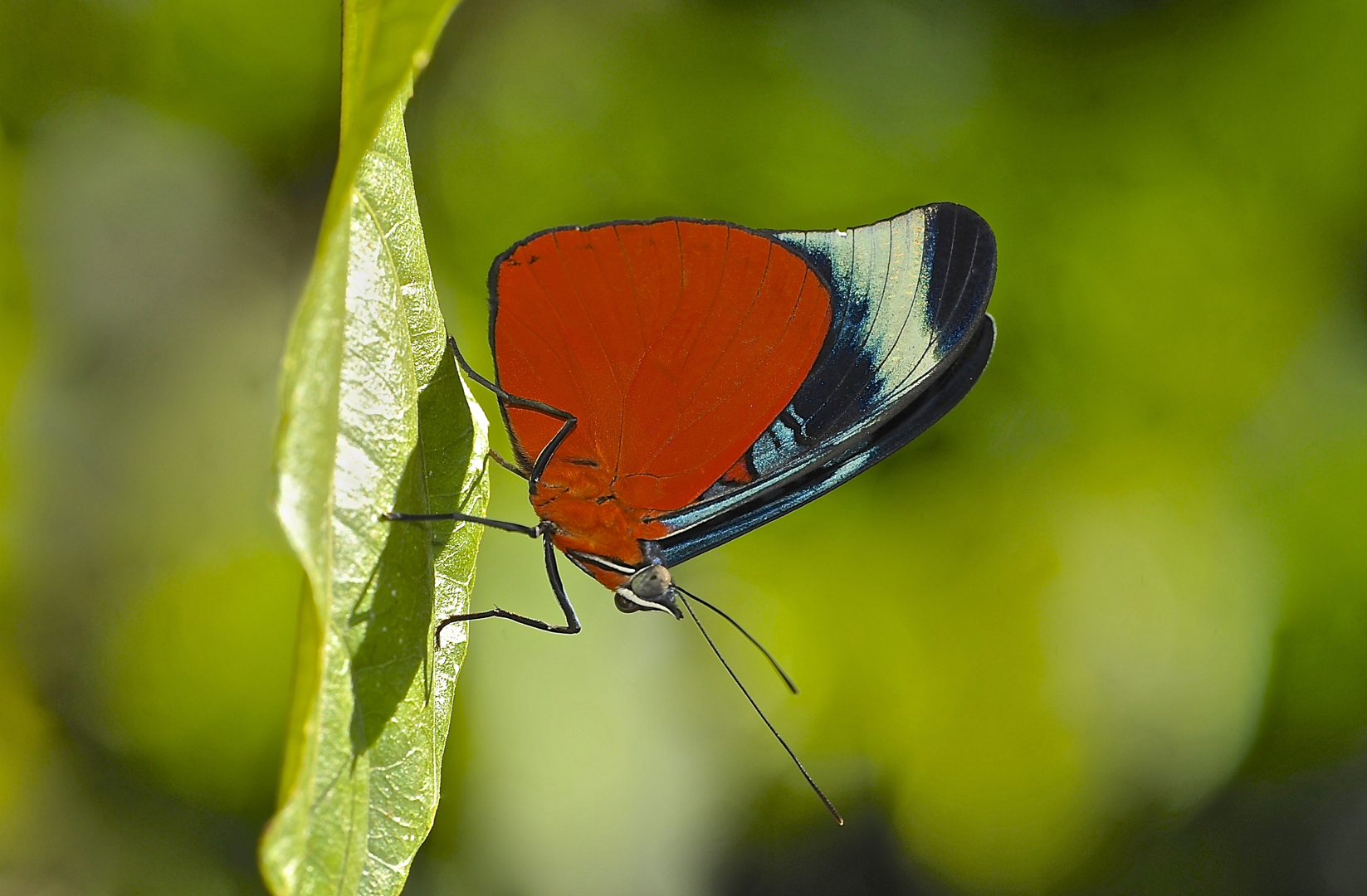 Faszination Regenwald! Nymphalidae, die Rückseite von Panacea prola ...
