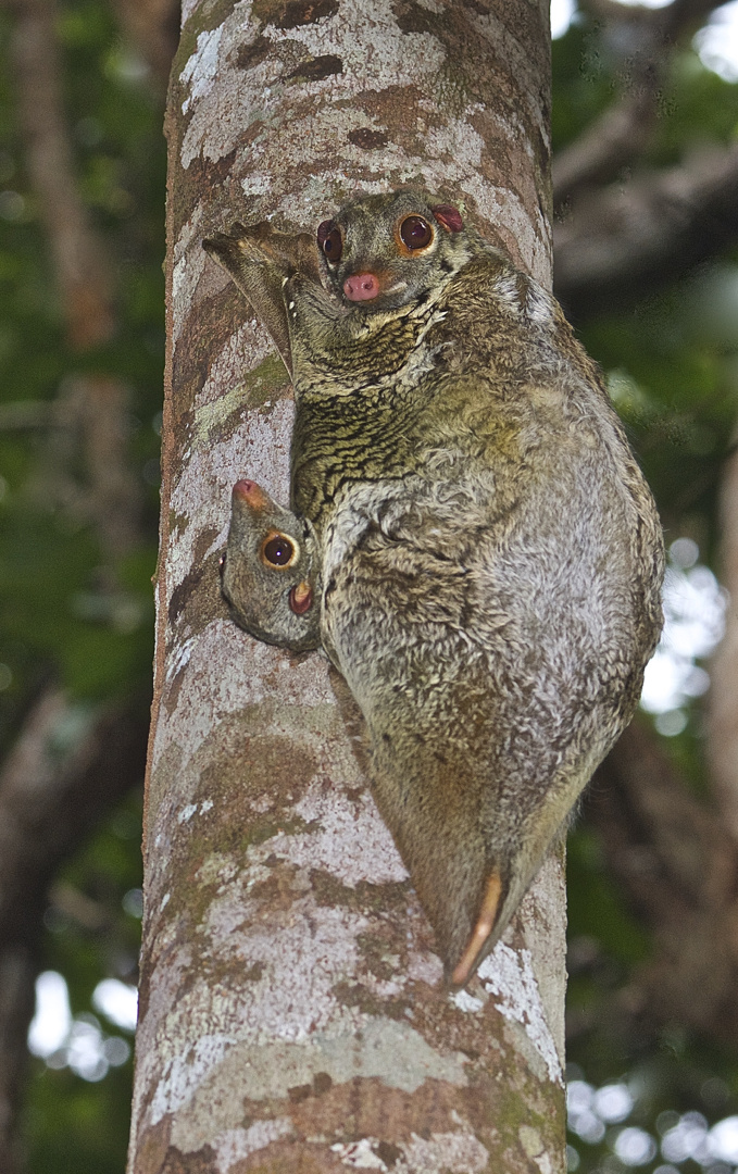 Faszination Regenwald! Riesengleiter, Colugo, Galeopterus variegatus ...