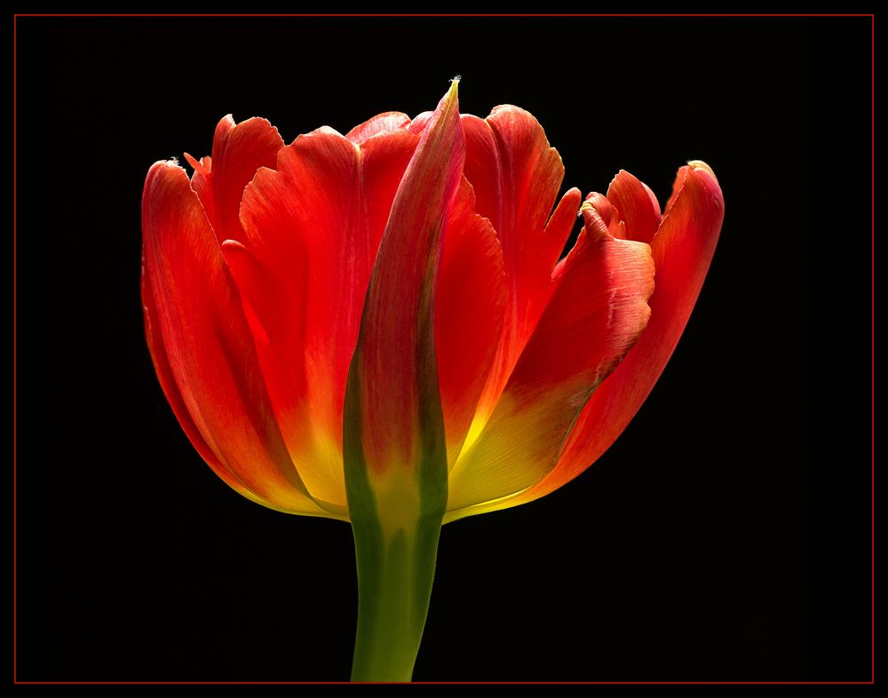 Faszination Tulpen Foto & Bild | fotos, rot, makro Bilder auf fotocommunity