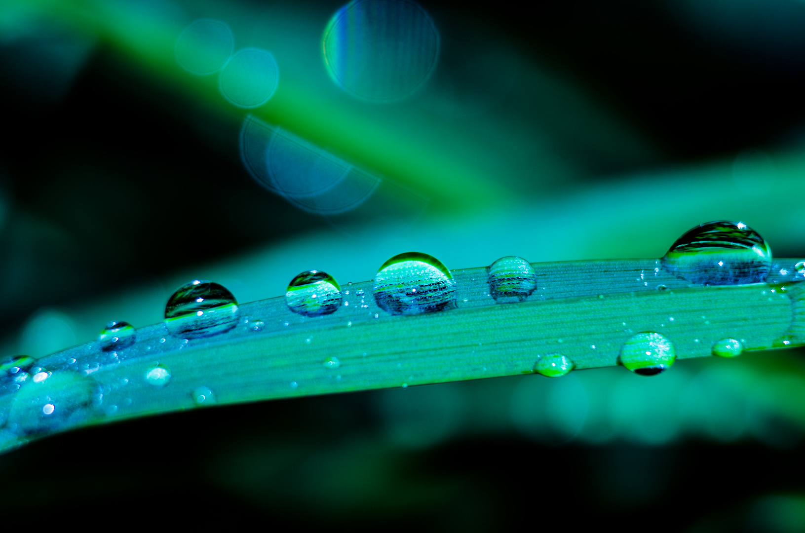 Faszination Wassertropfen Foto & Bild | pflanzen, pilze & flechten ...