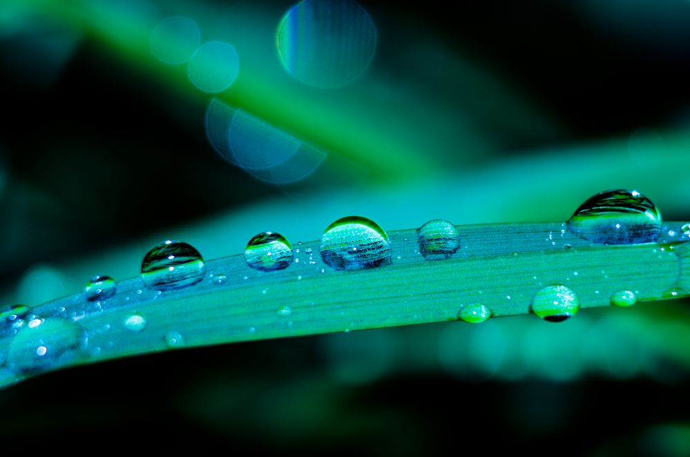 Faszination Wassertropfen Foto & Bild | pflanzen, pilze & flechten ...