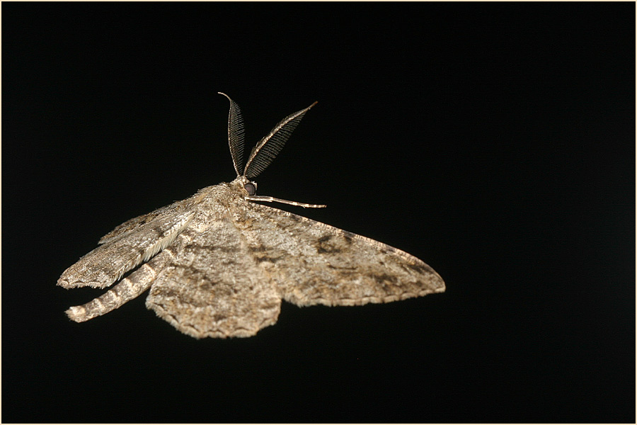 Faszinierende Fühler Foto & Bild | tiere, wildlife, schmetterlinge ...