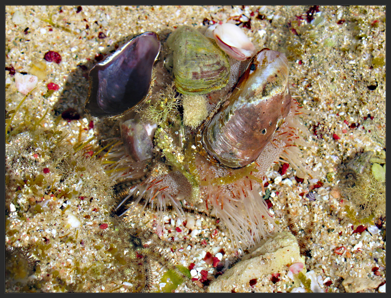 Faszinierende Welt der Meere Foto & Bild | africa, egypt, north africa ...