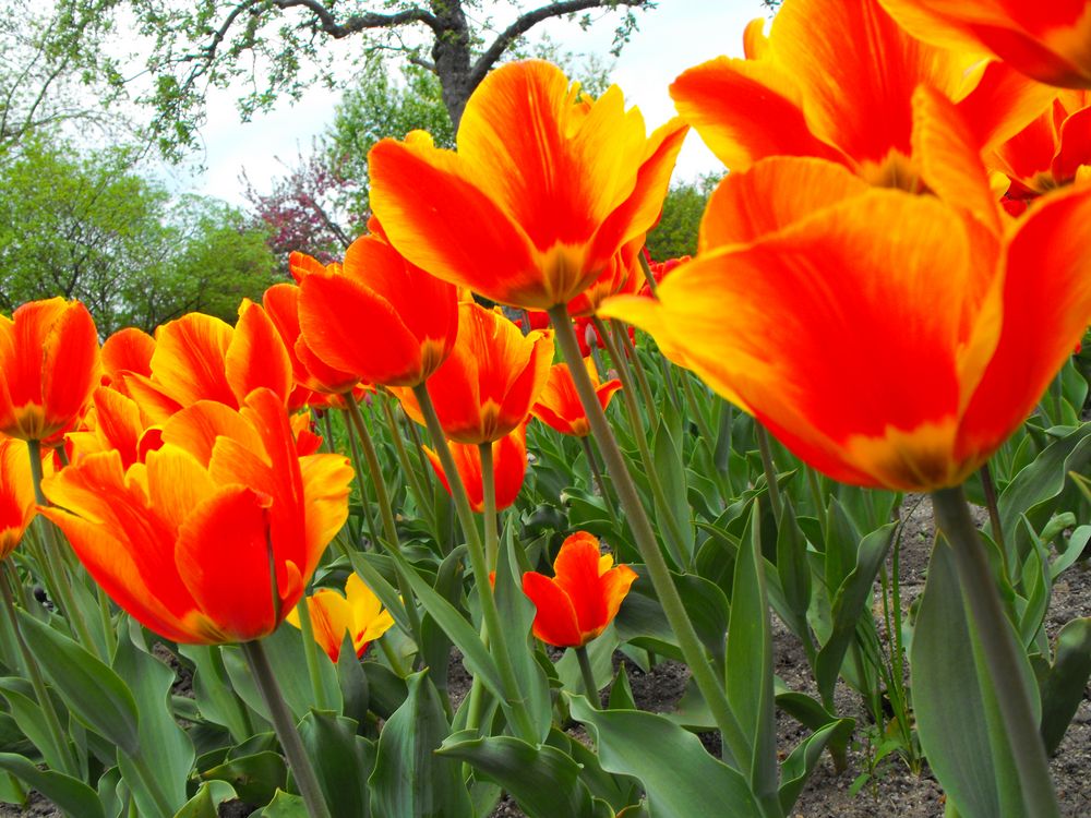 Faszinierendes Farbenspiel. Rot-gelb leuchtende Tulpen Foto & Bild | pflanzen, pilze & flechten ...
