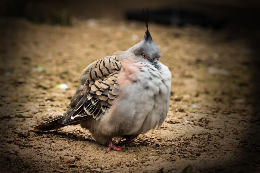 Fat cute bird Foto & Bild | tiere, tierdetails, cute bird Bilder auf ...