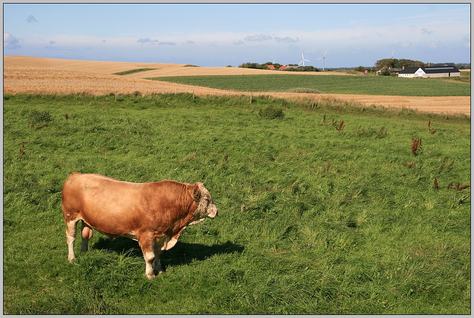 Father Bull Foto & Bild | europe, scandinavia, denmark Bilder auf ...