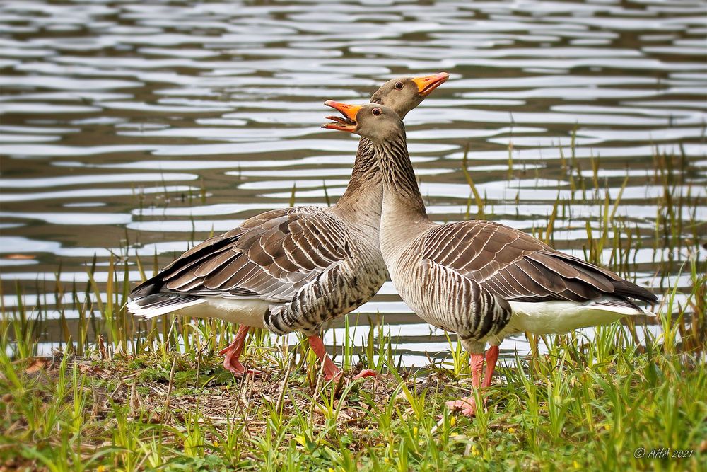 Fauch....! Foto & Bild | tiere, wildlife, wild lebende vögel Bilder auf ...