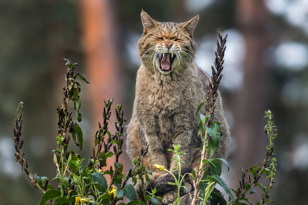 *FAUCH* Foto & Bild | natur, zoo, tiere Bilder auf fotocommunity