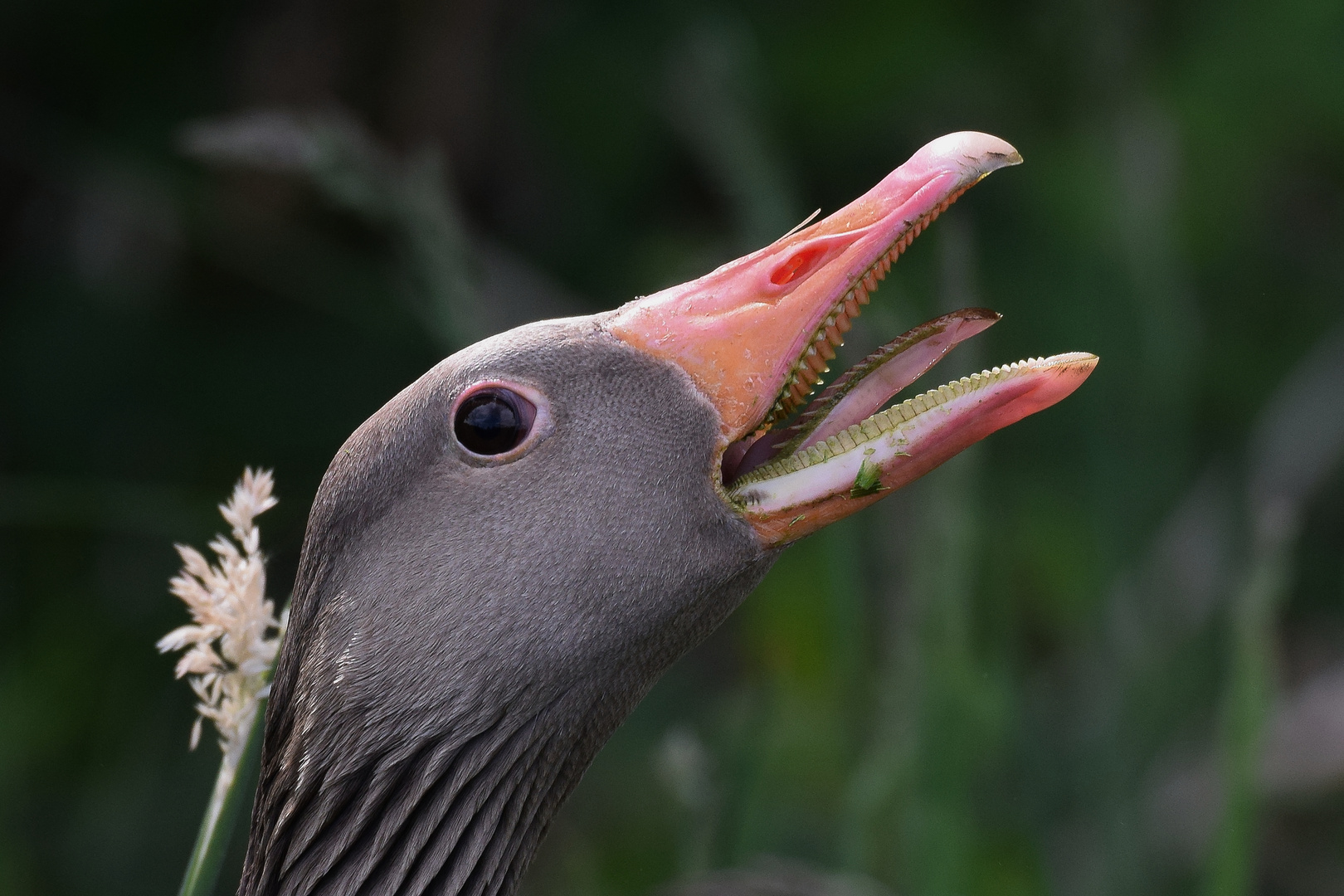 Fauchende Wildgans Foto & Bild | nah- & makro, natur-makros, techniken ...
