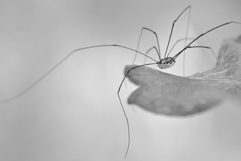 Faucheuse photo et image | macro nature, macro insectes, faucheuse ...