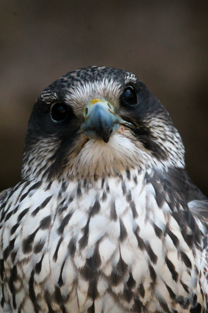 Faucon photo et image | animaux, animaux sauvages, oiseaux Images ...