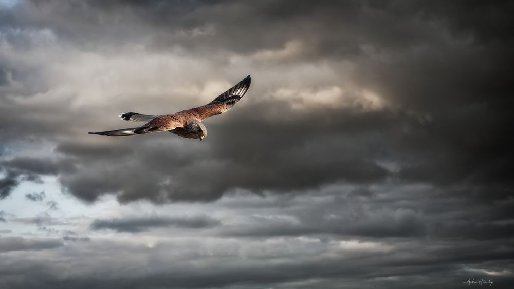 Faucon Crécerelle photo et image | animaux, animaux sauvages, oiseaux ...
