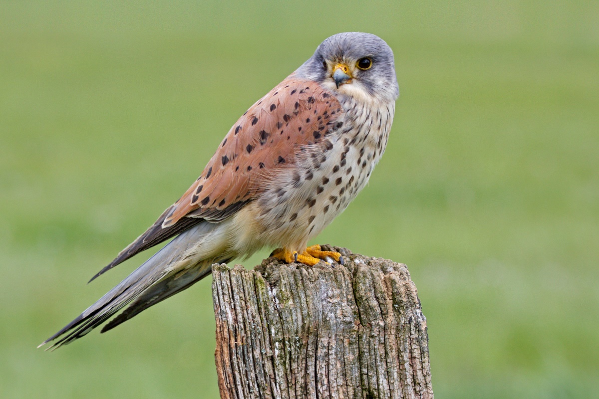 Faucon crécerelle photo et image | nature, animaux, oiseaux Images ...