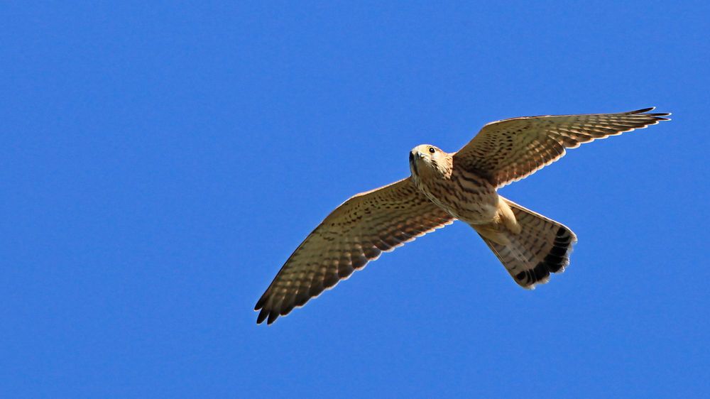 Faucon crécerelle photo et image | animaux, animaux sauvages, oiseaux ...