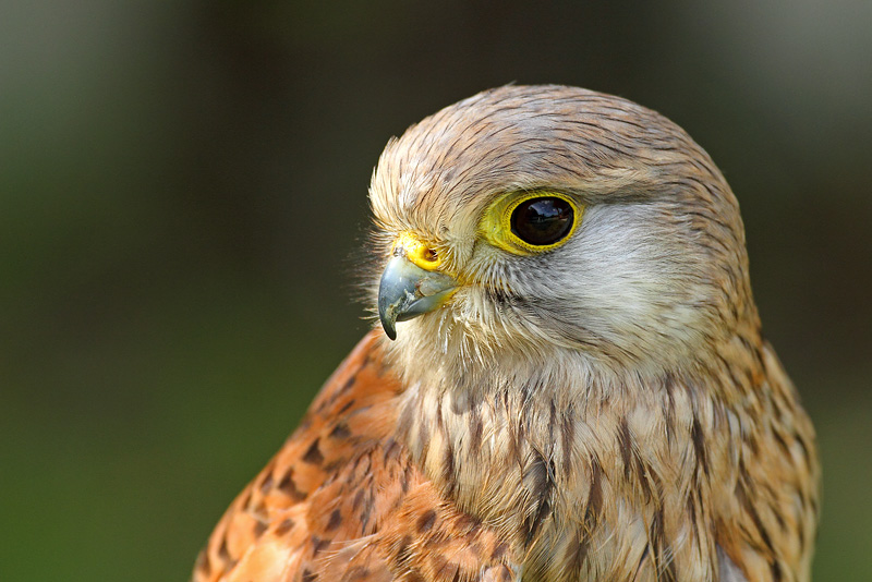 Faucon crecerelle photo et image | animaux, zoo et animaux en captivité ...